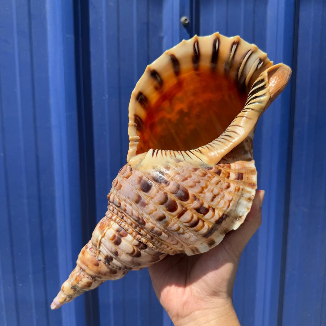 LARGE! 34cm Triton’s Trumpet Shell Sea Clam Healing Antique Sea Shell ...