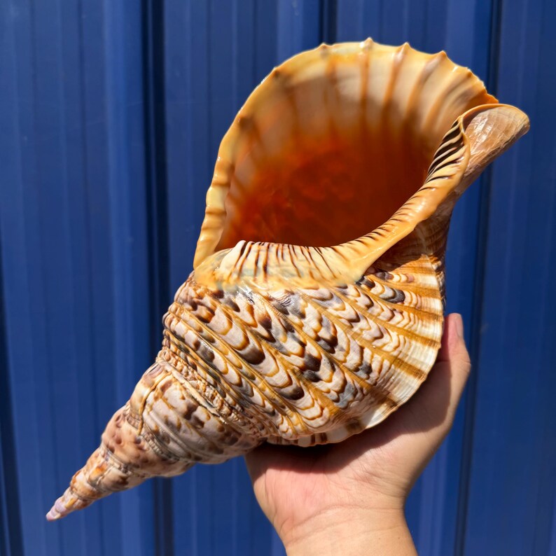 RARE! 35.5cm LARGE Triton’s Trumpet Shell Sea Clam Healing Antique Sea ...