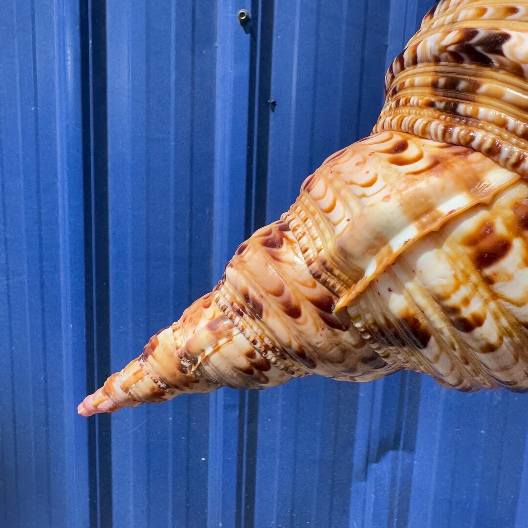 JUMBO! 39CM RARE! XXL Triton’s Trumpet Shell Sea Clam Healing Antique ...