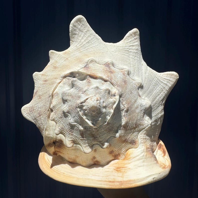 LARGE Queen Horned Helmet Conch Shell Sea Clam Healing Antique Seashell ...