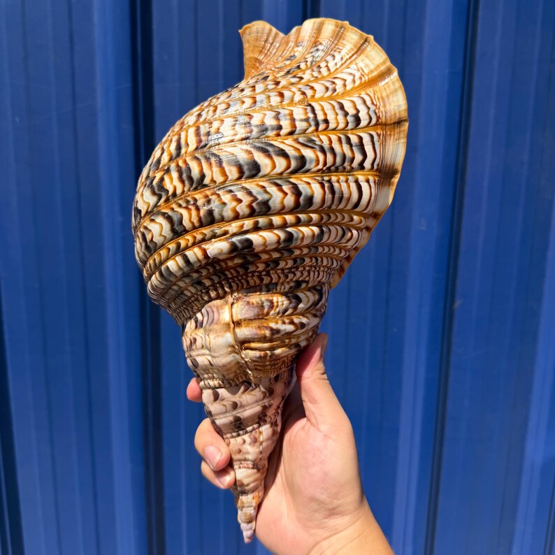 RARE! 35.5cm LARGE Triton’s Trumpet Shell Sea Clam Healing Antique Sea ...