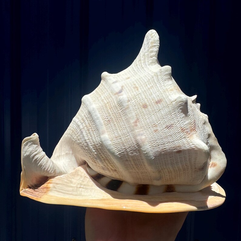 LARGE Queen Horned Helmet Conch Shell Sea Clam Healing Antique Seashell ...