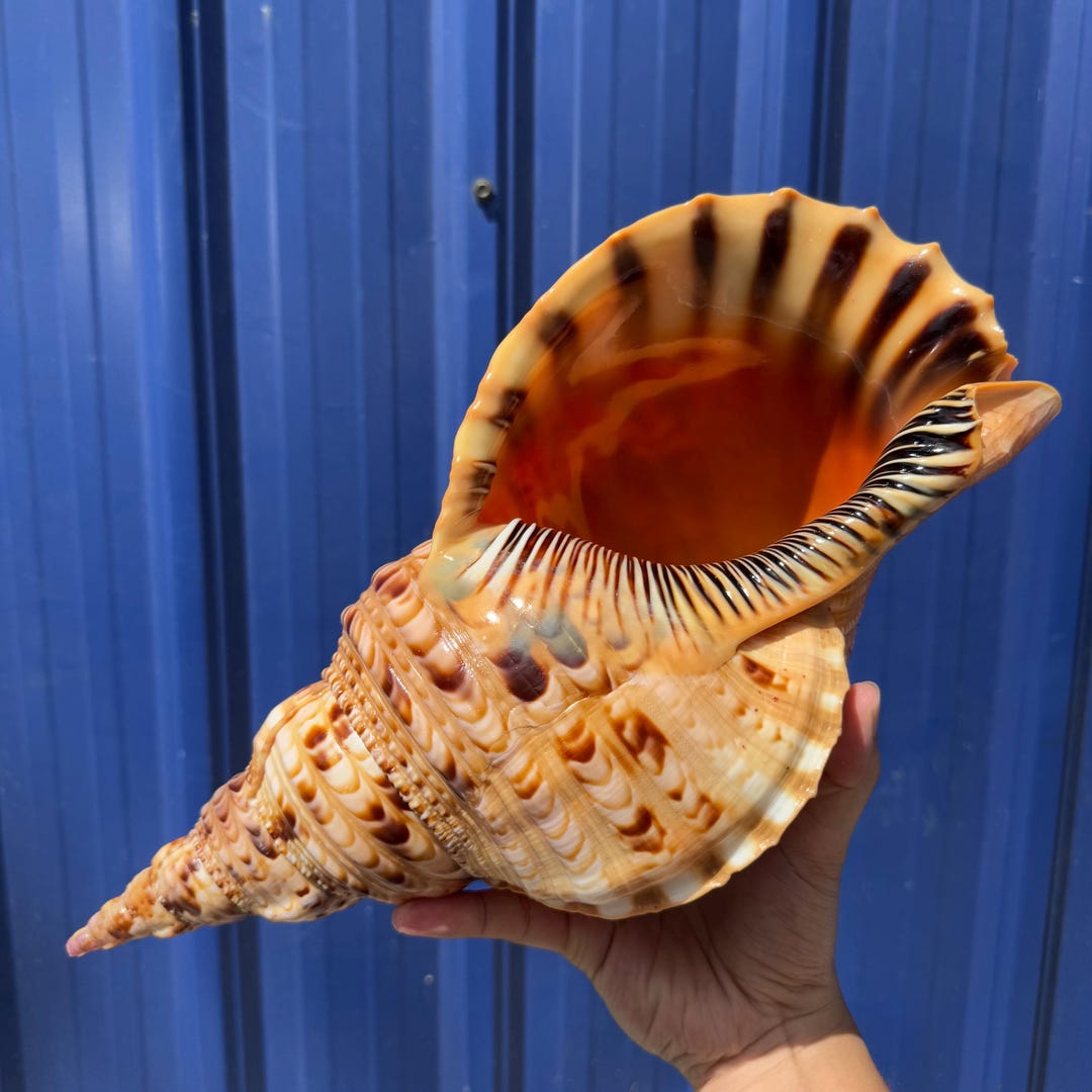 JUMBO 38CM RARE XXL Tritons Trumpet Shell Sea Clam Healing Antique Sea ...
