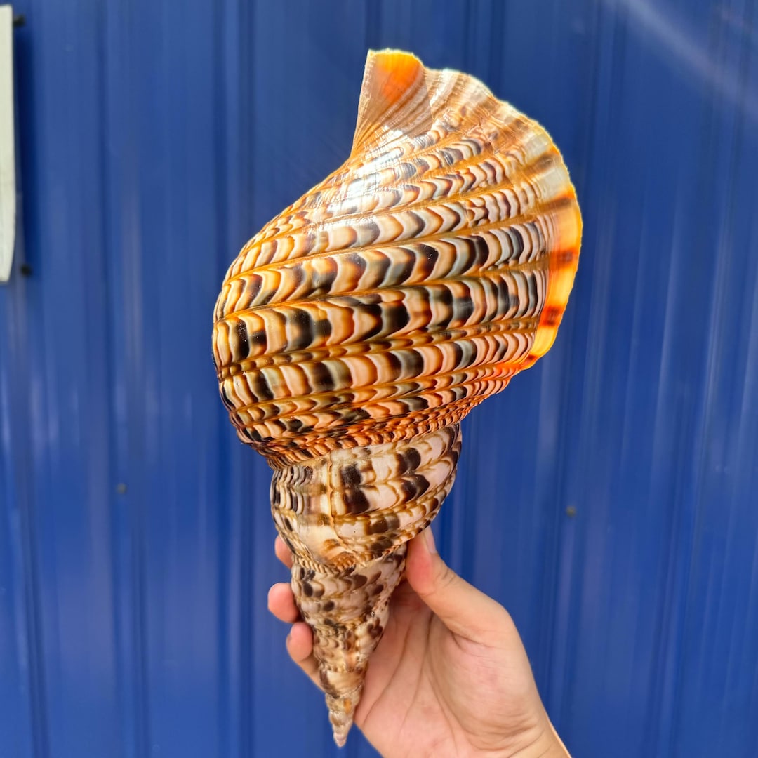 RARE Tritons Trumpet Shell Sea Clam Healing Antique Sea Shell Beach ...