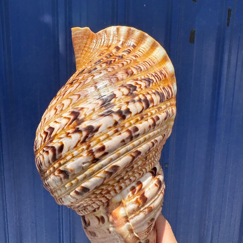 RARE! 37CM HUGE Triton’s Trumpet Shell Sea Clam Healing Antique Beach ...