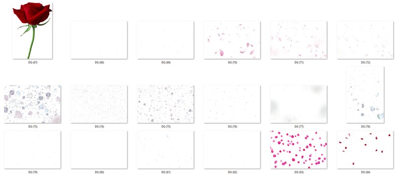 100 Flowers PNG roses PNG Fall Overlays photoshop Overlay - Etsy