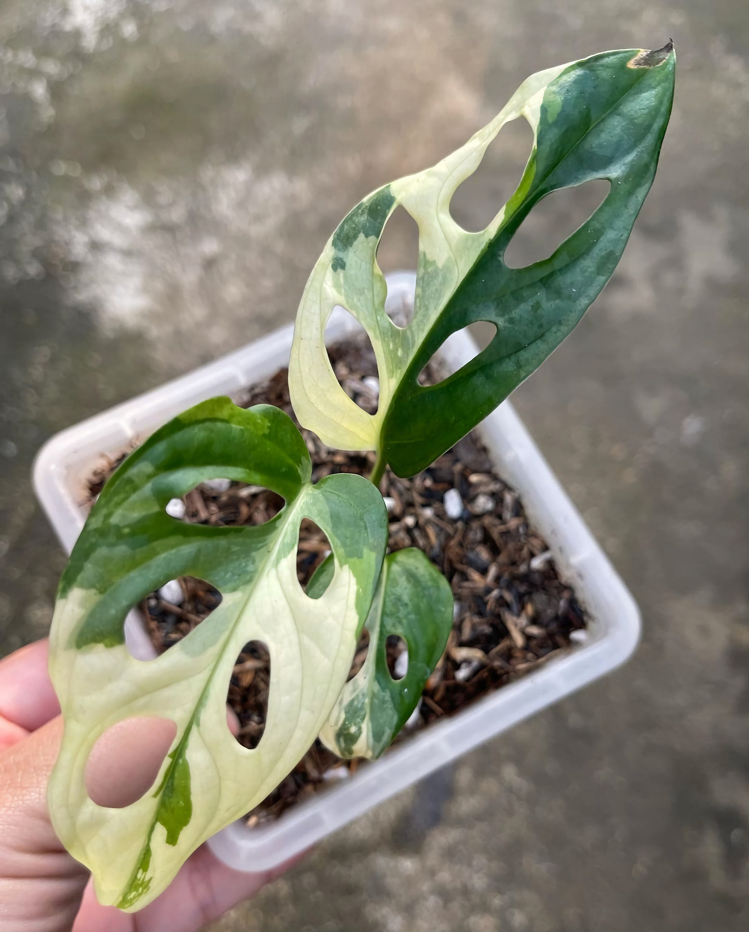 help!!?? please tell me this REALLY IS a variegated red anderson philo ...