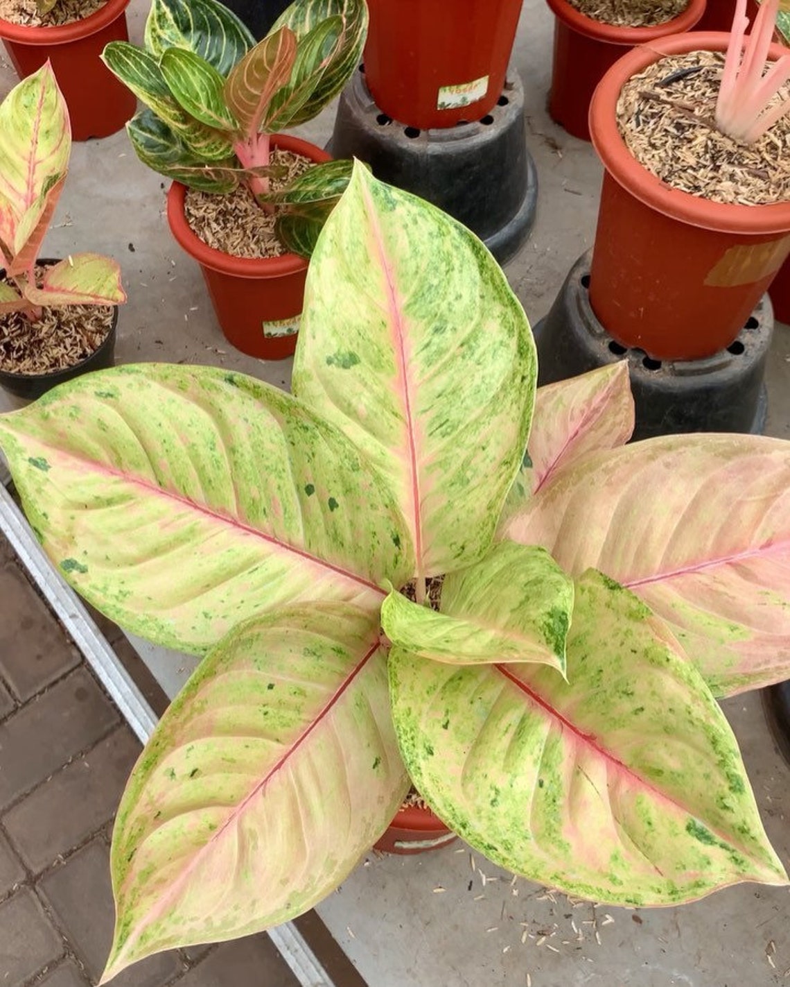 Aglaonema Golden Marble FREE Phytosanitary Certificate DHL - Etsy