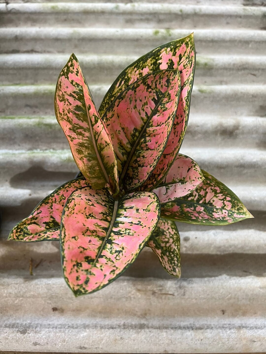 Aglaonema Ruby Fanta Retail & Wholesale FREE Phytosanitary - Etsy