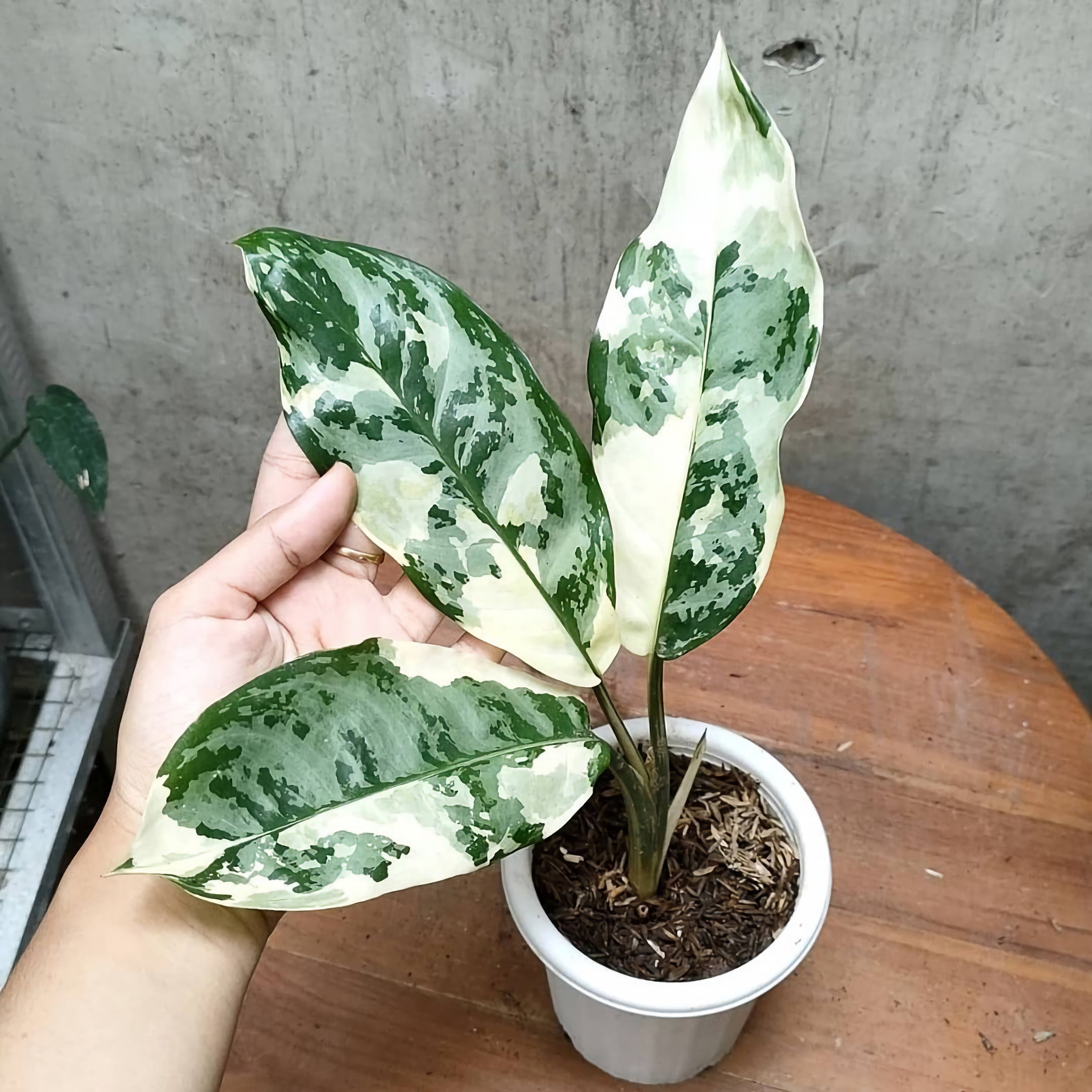 Variegated
