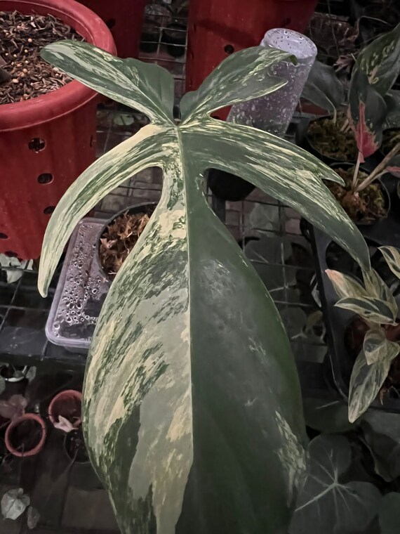 Philodendron Florida Beauty Variegated Free Phytosanitary Floral ...