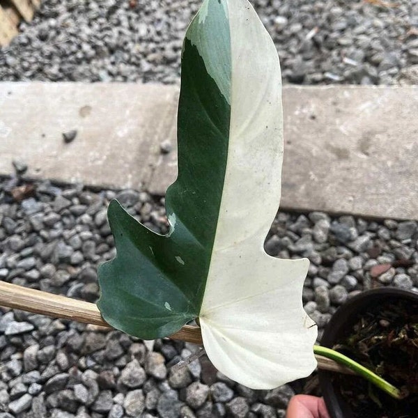 Philodendron Warscewiczii Variegated - Etsy
