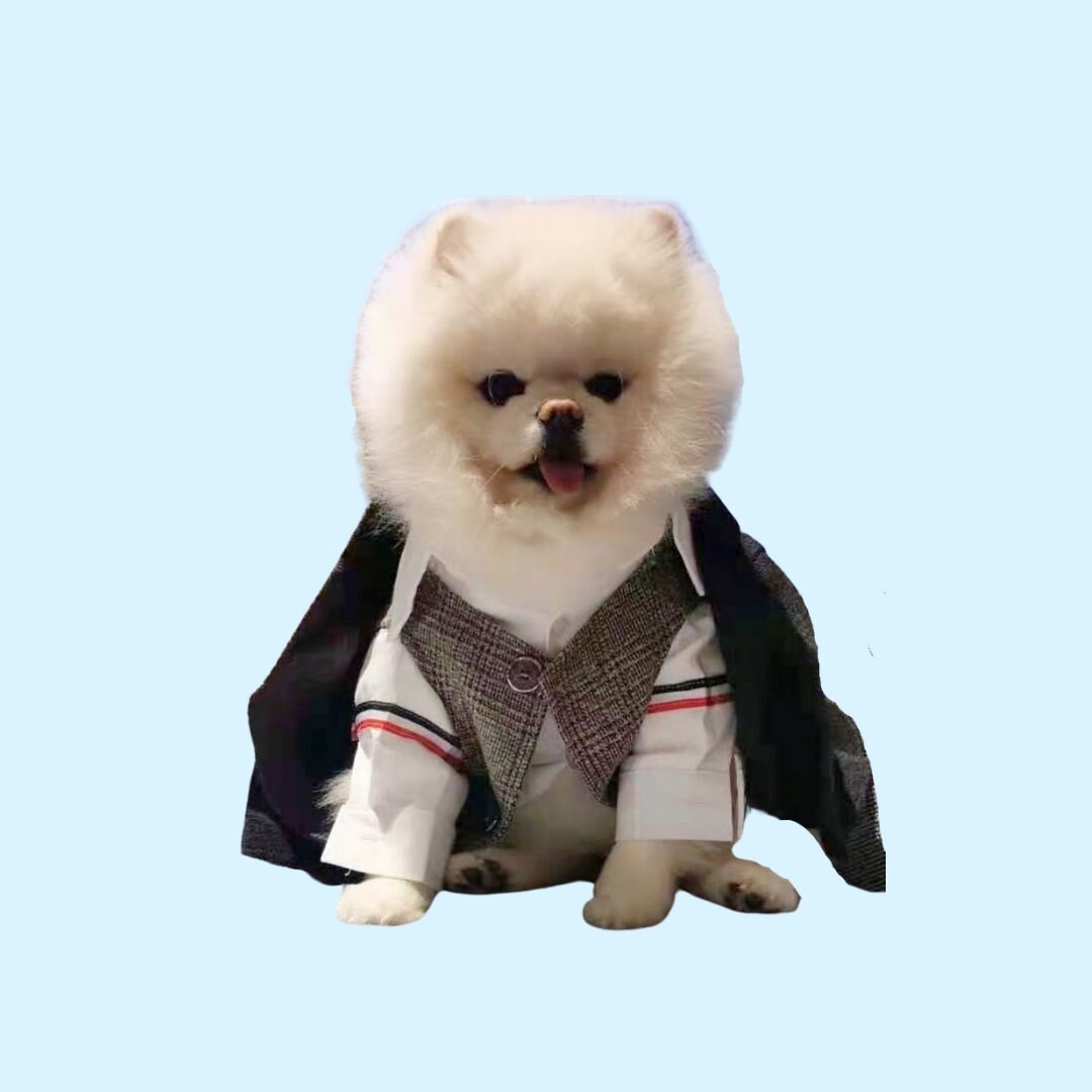 Pet Summer Wedding Suit Handsome Formal Set for Cats and Dogs - Etsy