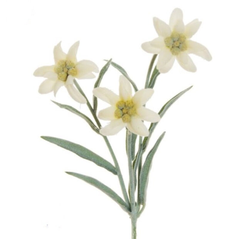 Edelweiss Flowers - Etsy