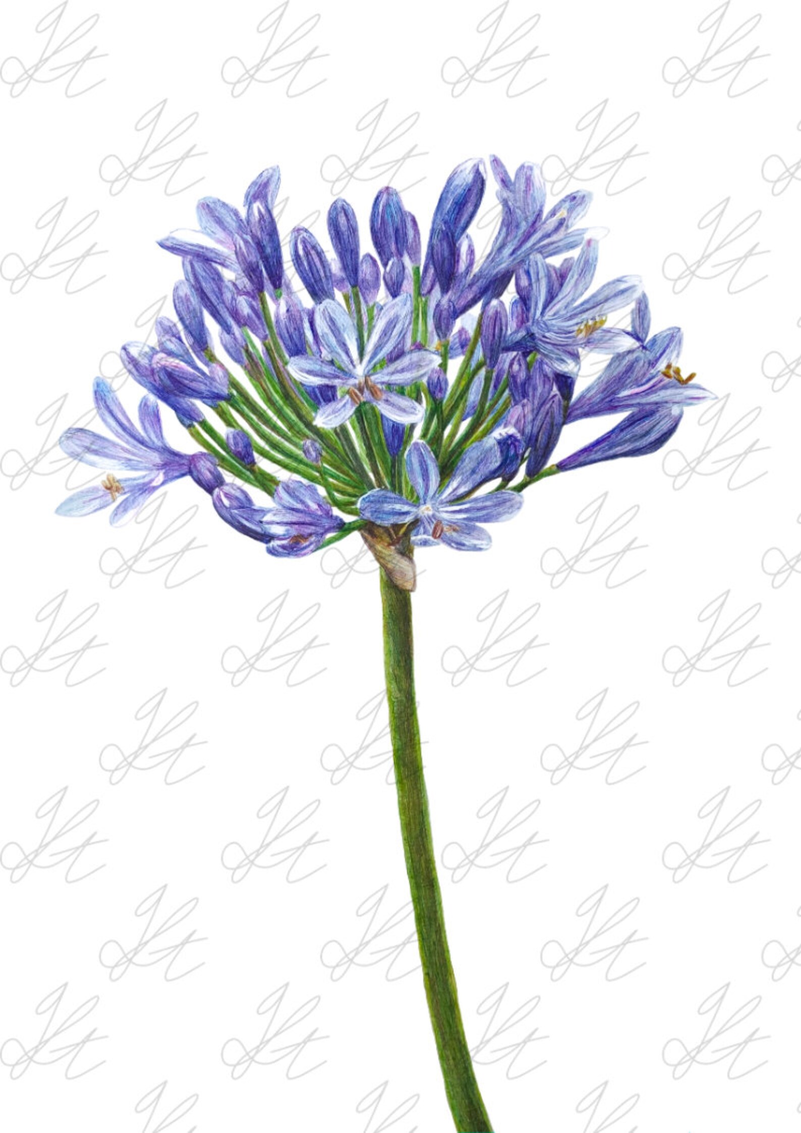 Agapanthus Art Print Lily of the Nile Botanical Art Giclée | Etsy