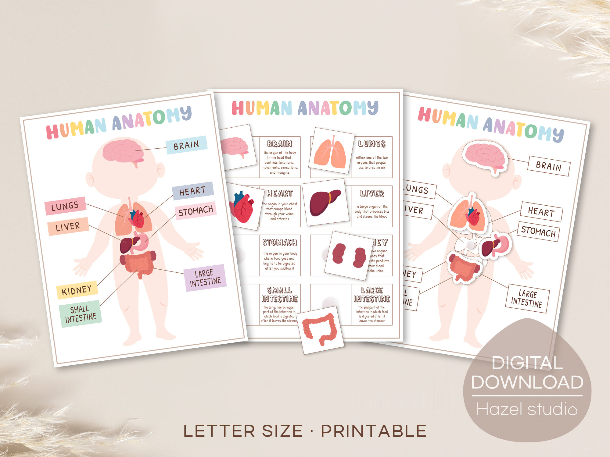 Human Anatomy Learning Activity Printable Human Body - Etsy