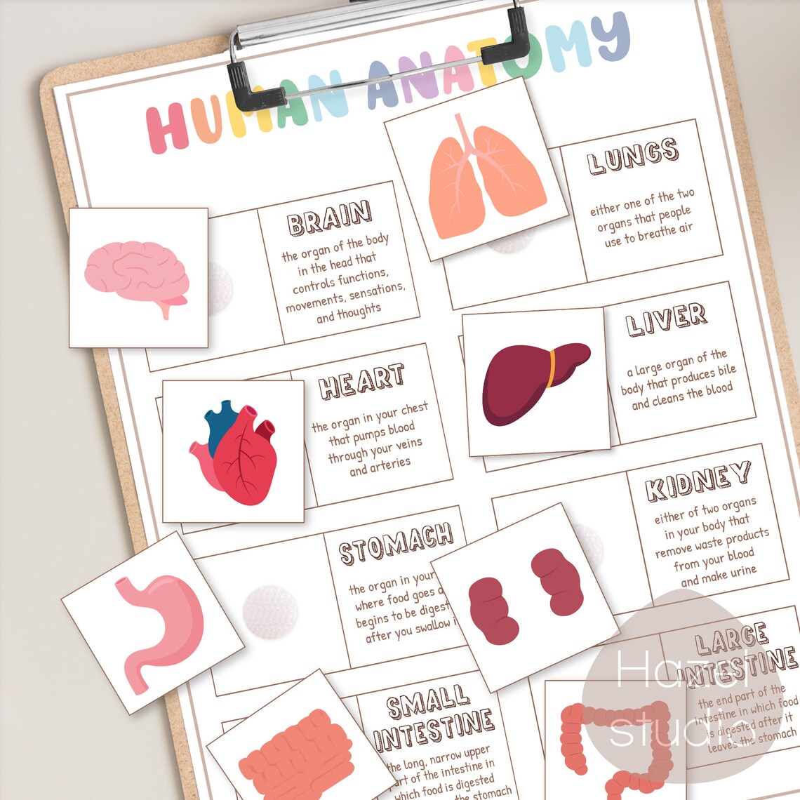 Human Anatomy Learning Activity Printable Human Body - Etsy