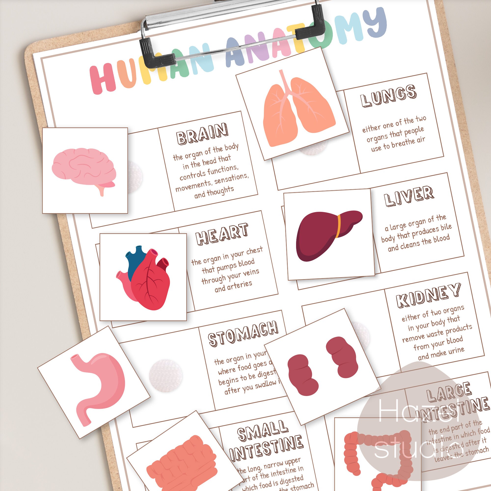 Human Anatomy Learning Activity Printable Human Body - Etsy