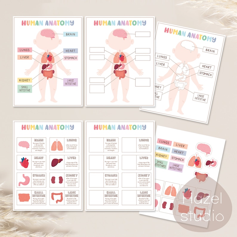 Human Anatomy Learning Activity Printable Human Body | Etsy