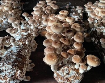 Shiitake Mushroom Growing Kit FREE SHIPPING - Etsy