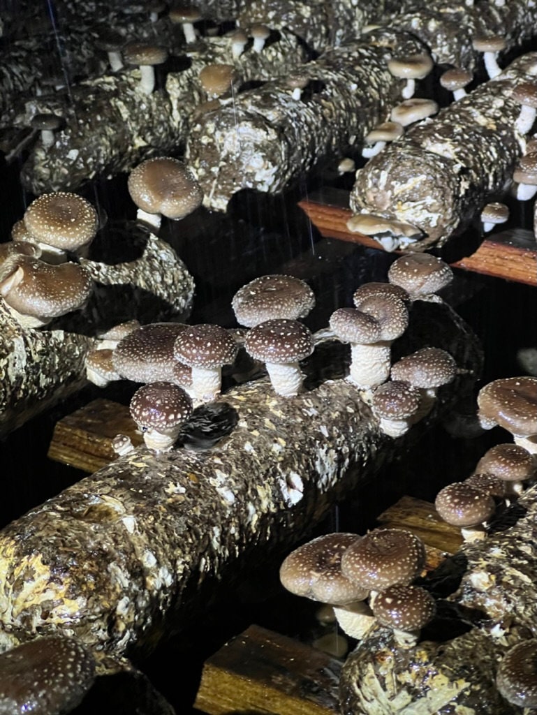 Shiitake Growing Kit - Etsy