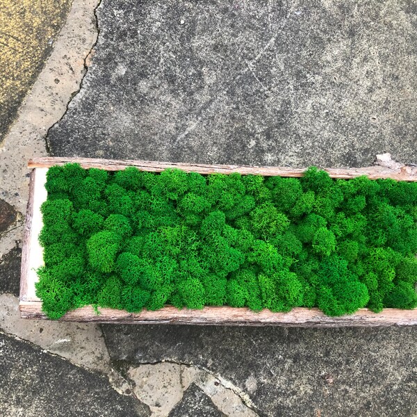 Preserved Moss - Etsy UK