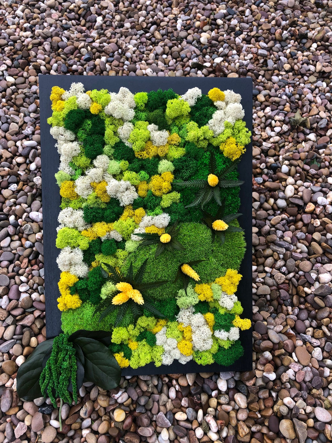 Preserved Mos Frame - Etsy