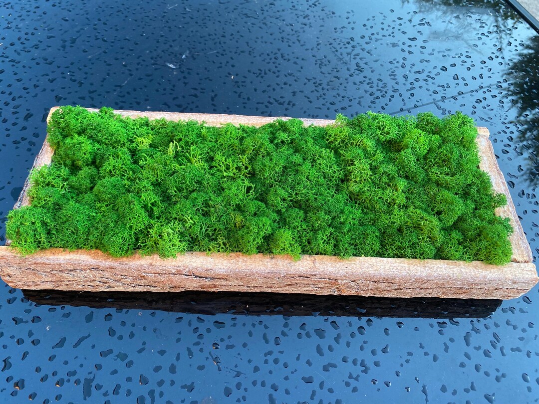 Moss Tray - Etsy