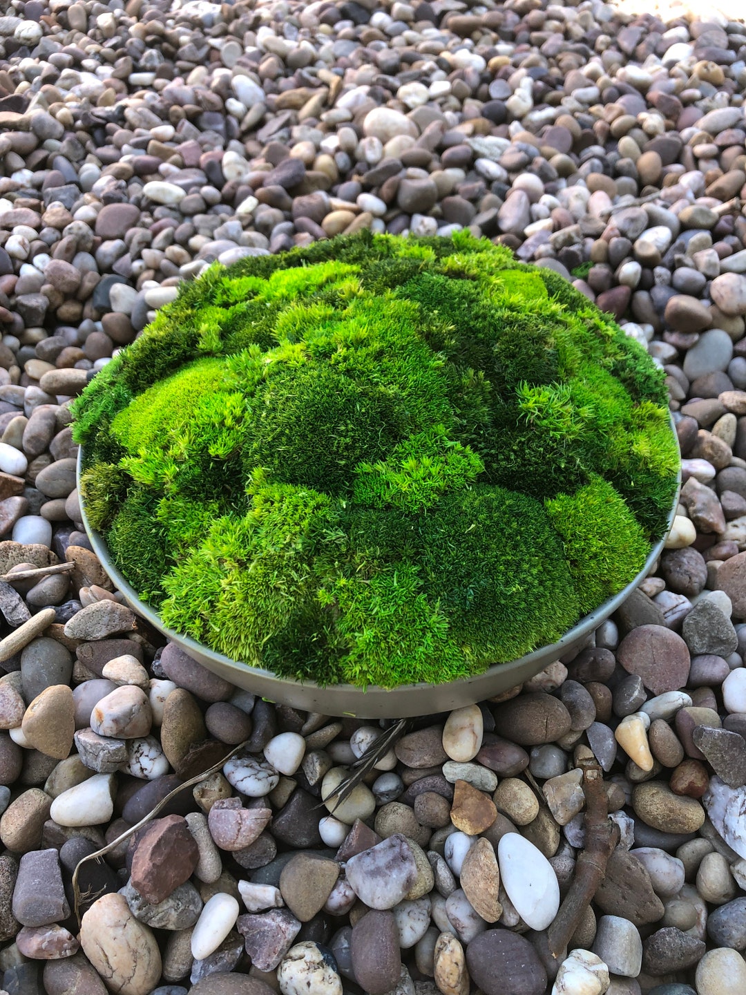 Moss Bowl With Preserved Moss - Etsy