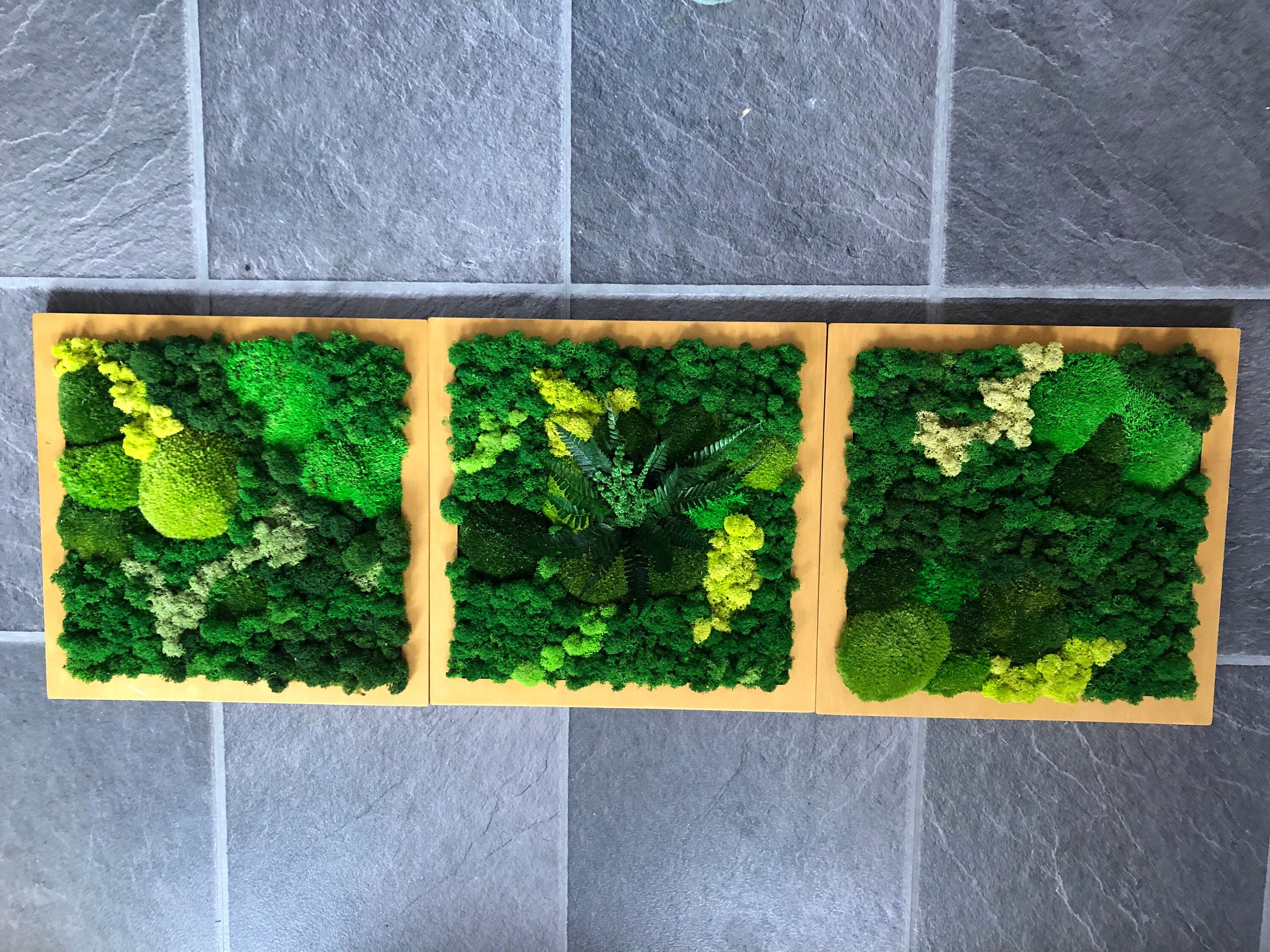 Preserved Moss Frame With Rose - Etsy