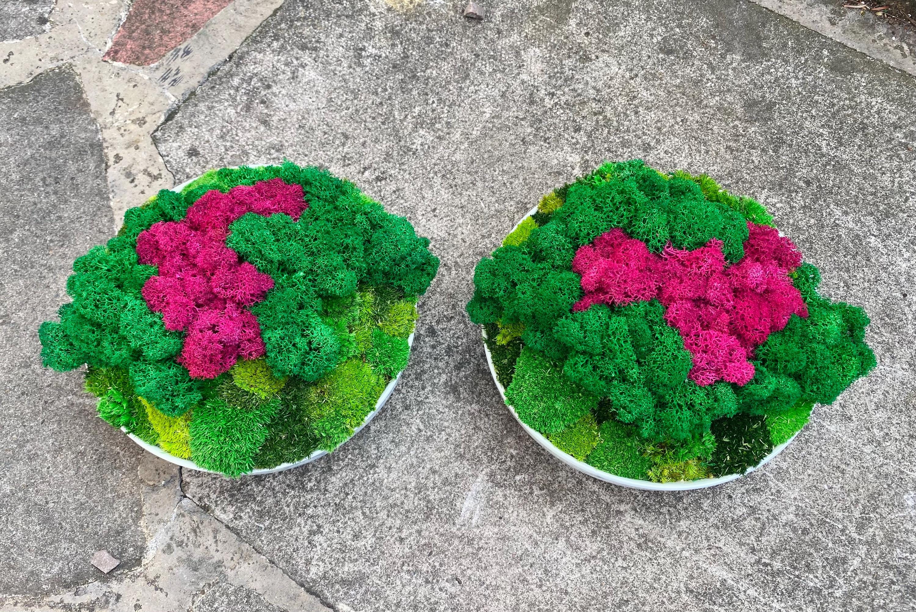 Moss Bowl With Preserved Moss - Etsy