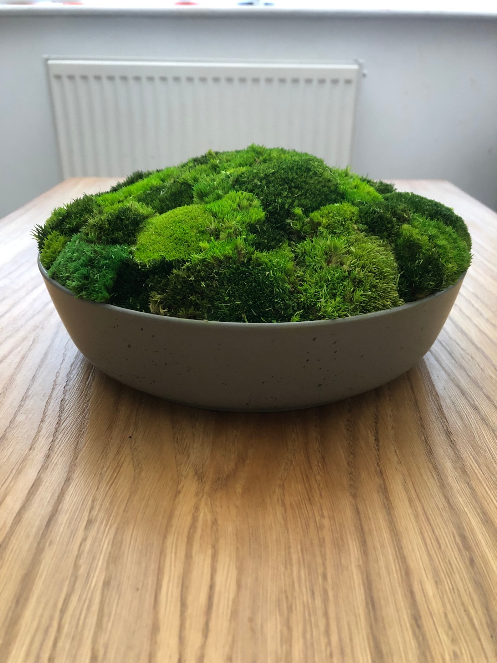 Moss Bowl With Preserved Moss - Etsy