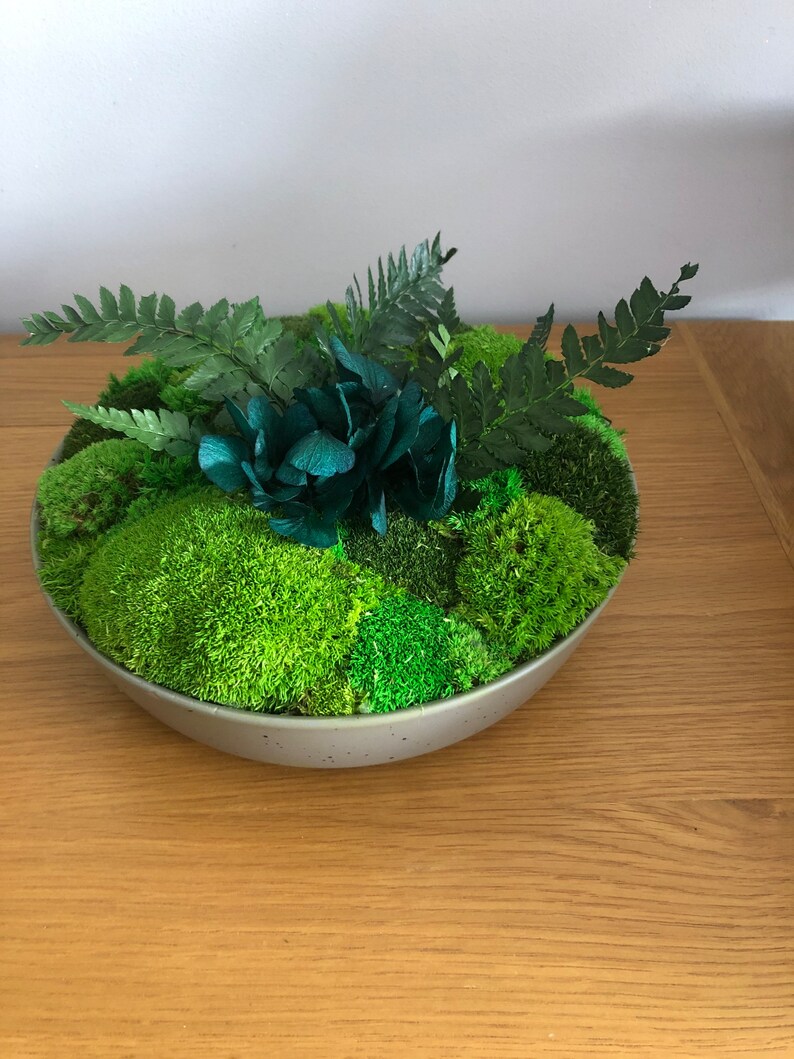 Moss Bowl With Preserved Moss - Etsy