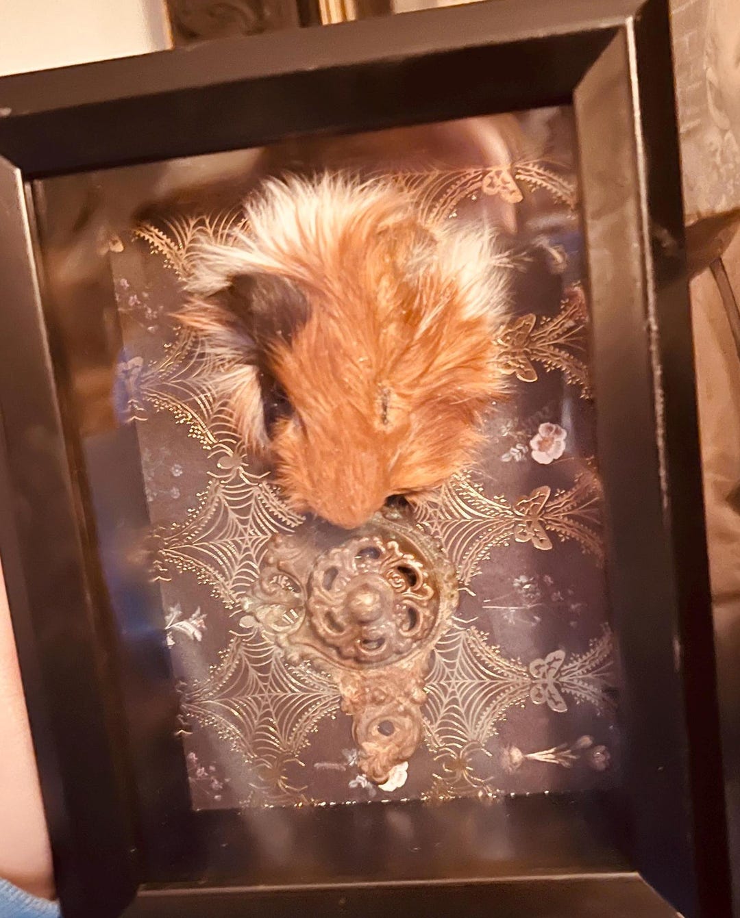 REAL Mummified Cavie Head Shadow Box - Etsy