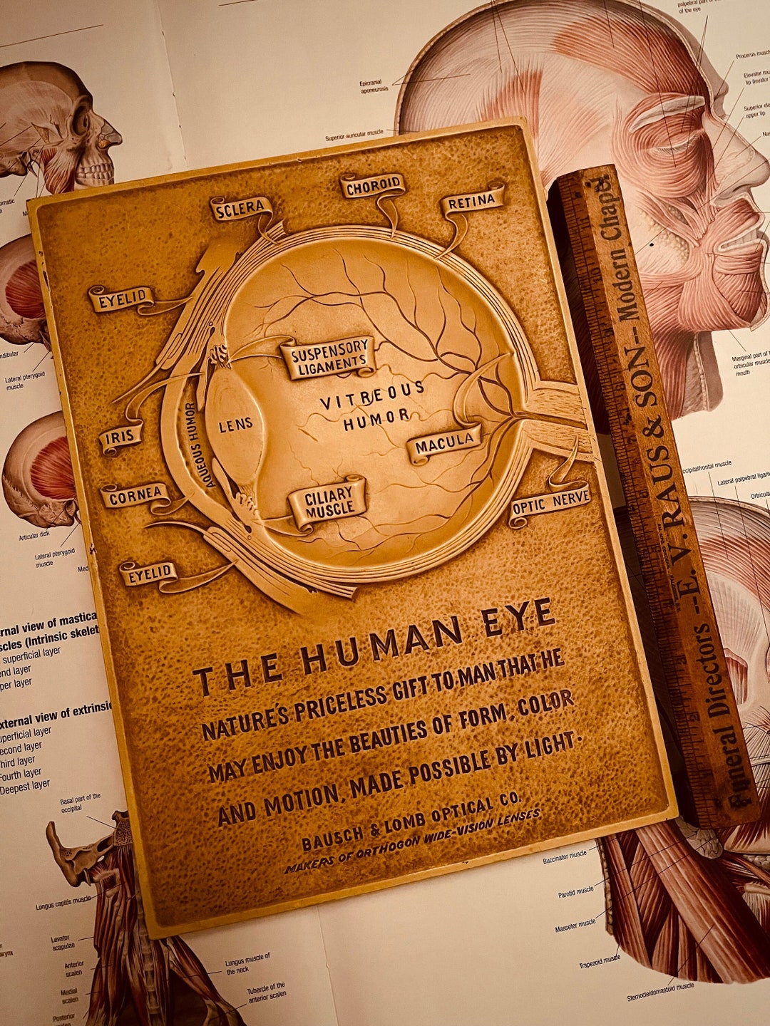 The Human Eye Vintage Optometrist Counter Display - Etsy