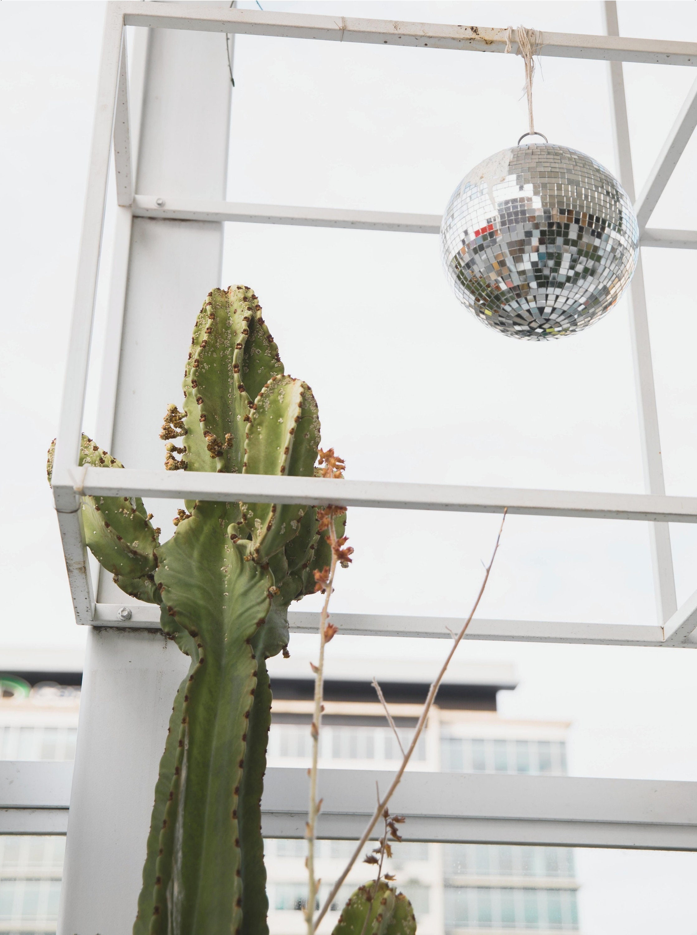 Desert Disco Digital Art Print Cactus Disco Ball Printable - Etsy