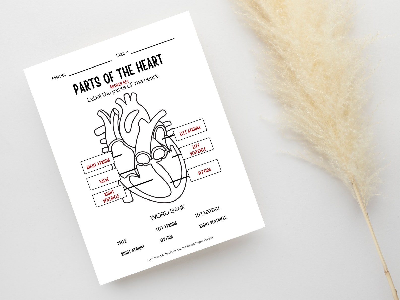 Heart Anatomy Science Worksheet for Kids and Adults With Answer Key ...