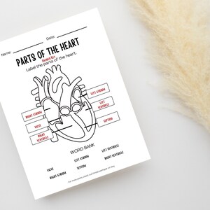 Heart Anatomy Science Worksheet for Kids and Adults With Answer Key ...