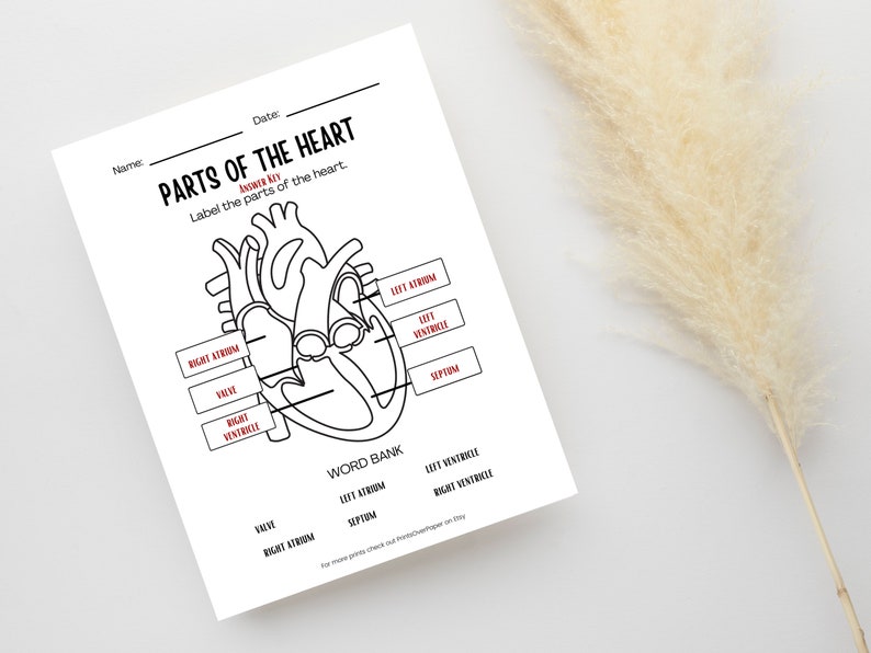 Heart Anatomy Science Worksheet for Kids and Adults With Answer Key ...