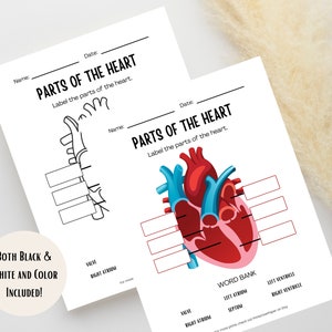 Heart Anatomy Science Worksheet for Kids and Adults With Answer Key ...