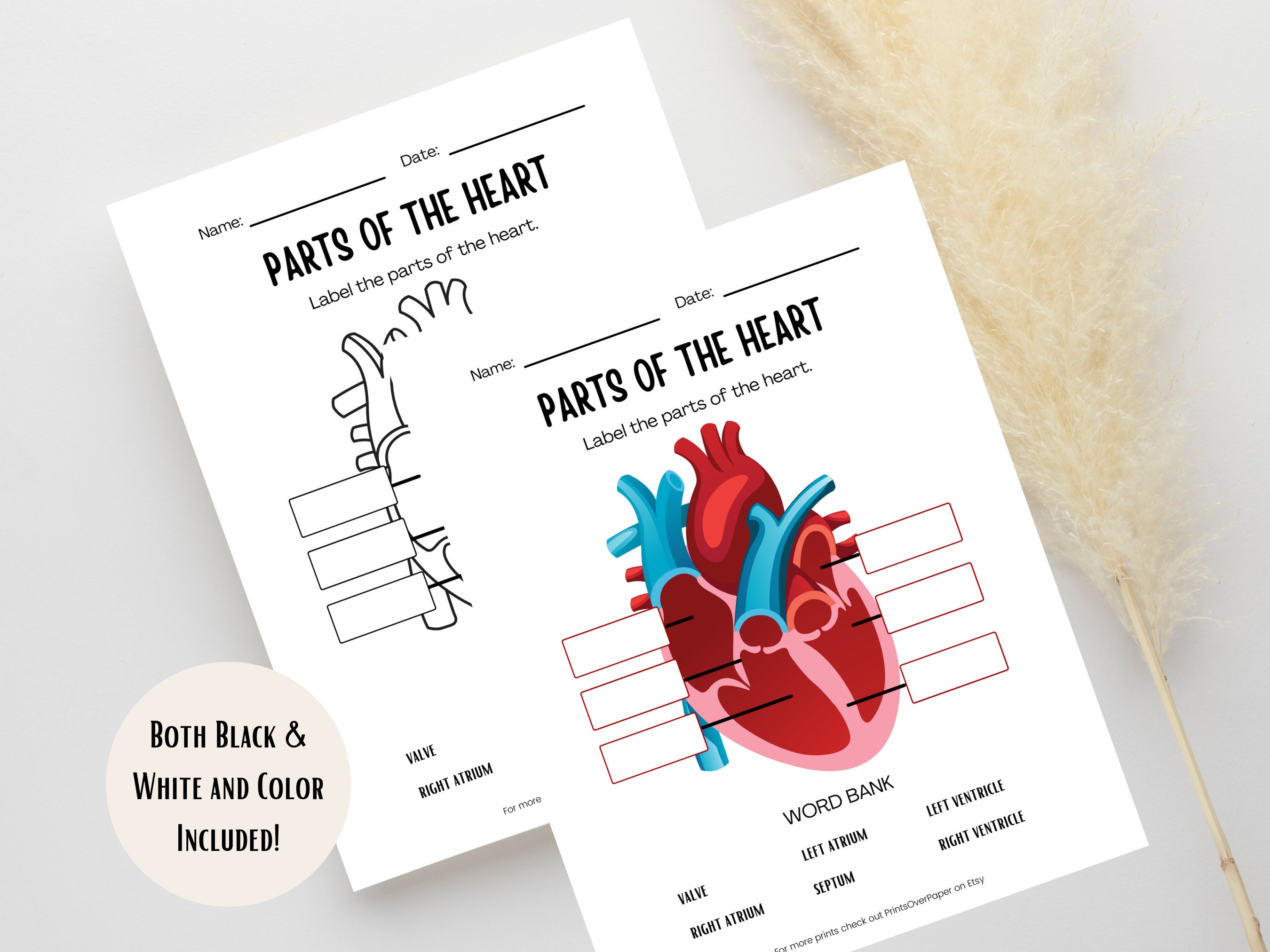 Heart Anatomy Science Worksheet for Kids and Adults With Answer Key ...