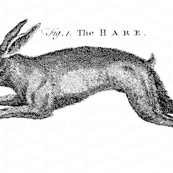 French Rabbit Image - Etsy