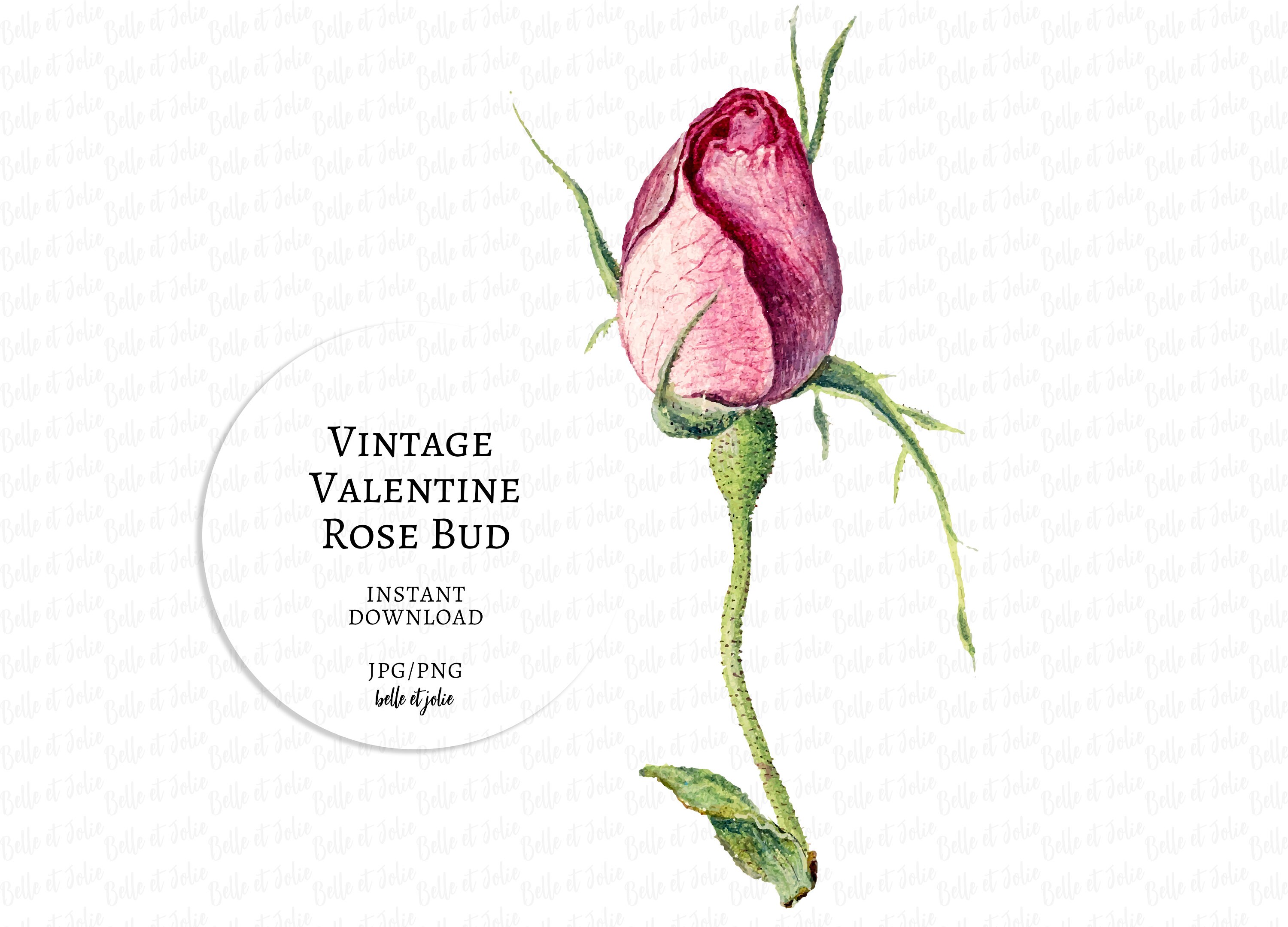 Closed Rose Bud Drawing