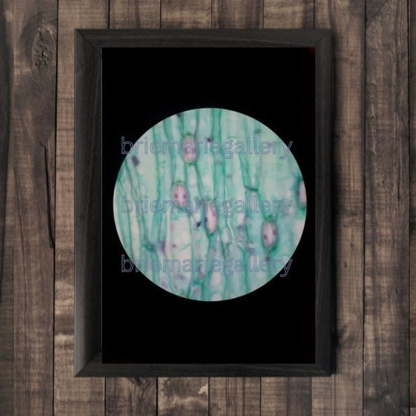 Microscopic Photography Science Wall Decor Digital Print - Etsy