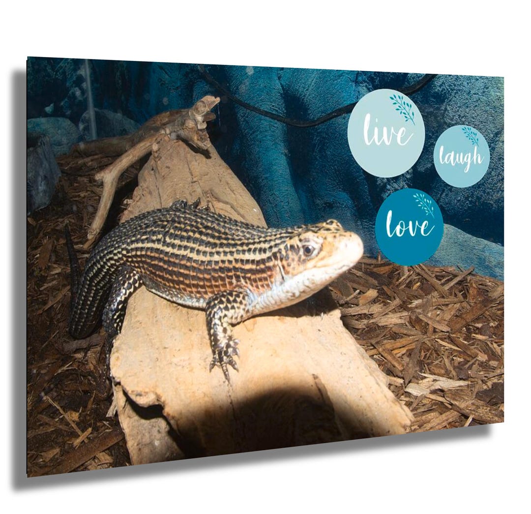 Live Laugh Love Iguana Photograph - Etsy