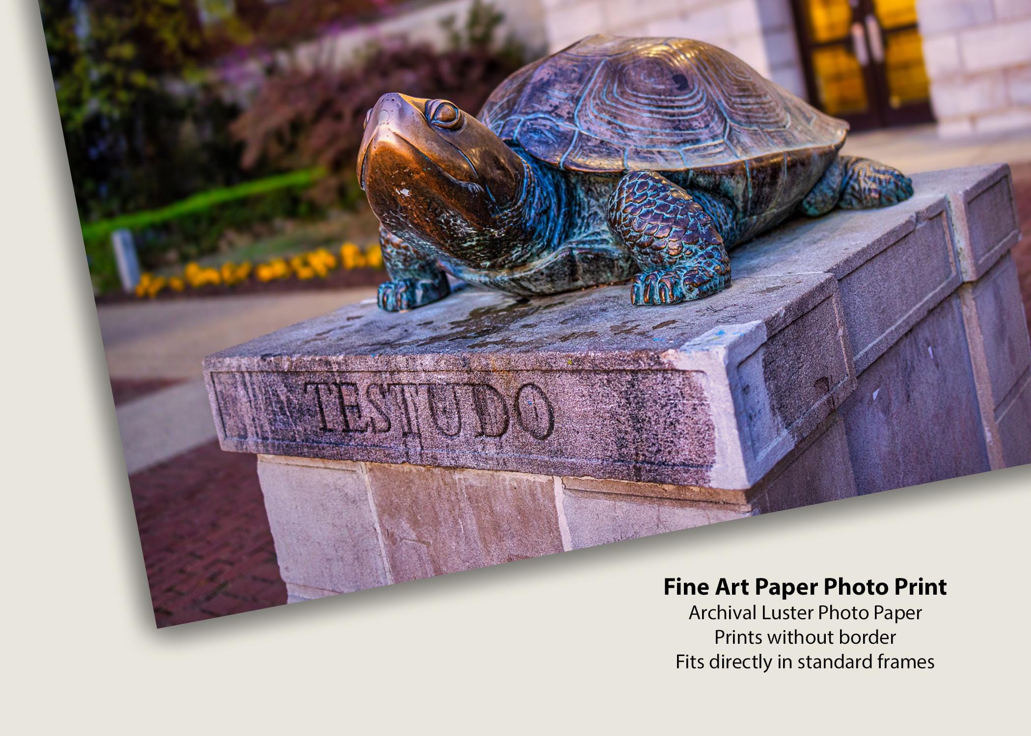 Testudo Statue Decor Art Print: University of Maryland Wall Art ...