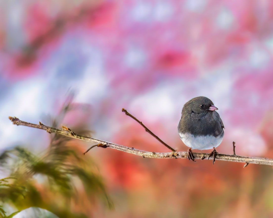 Junco Against Pink Background, Wildlife Photography, Fine Art Print ...