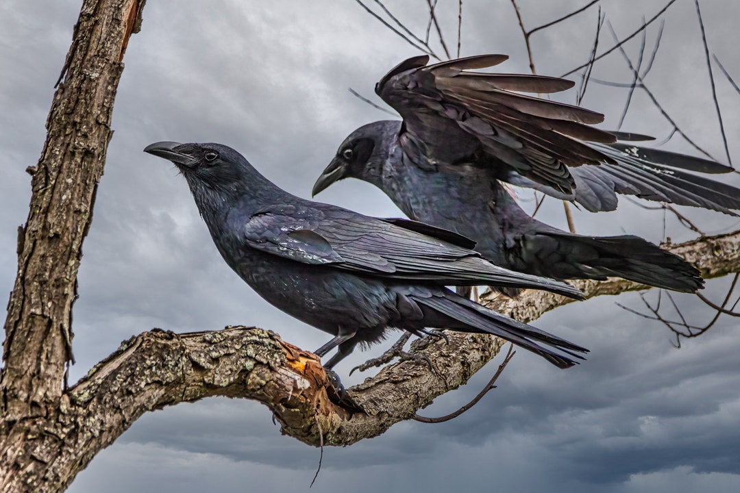 Black Fish Crows, Virginia Wildlife and Nature Photography, Bird Metal ...