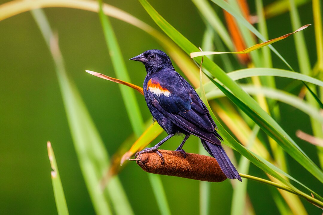 Black Fish Crows, Virginia Wildlife and Nature Photography, Bird Metal ...