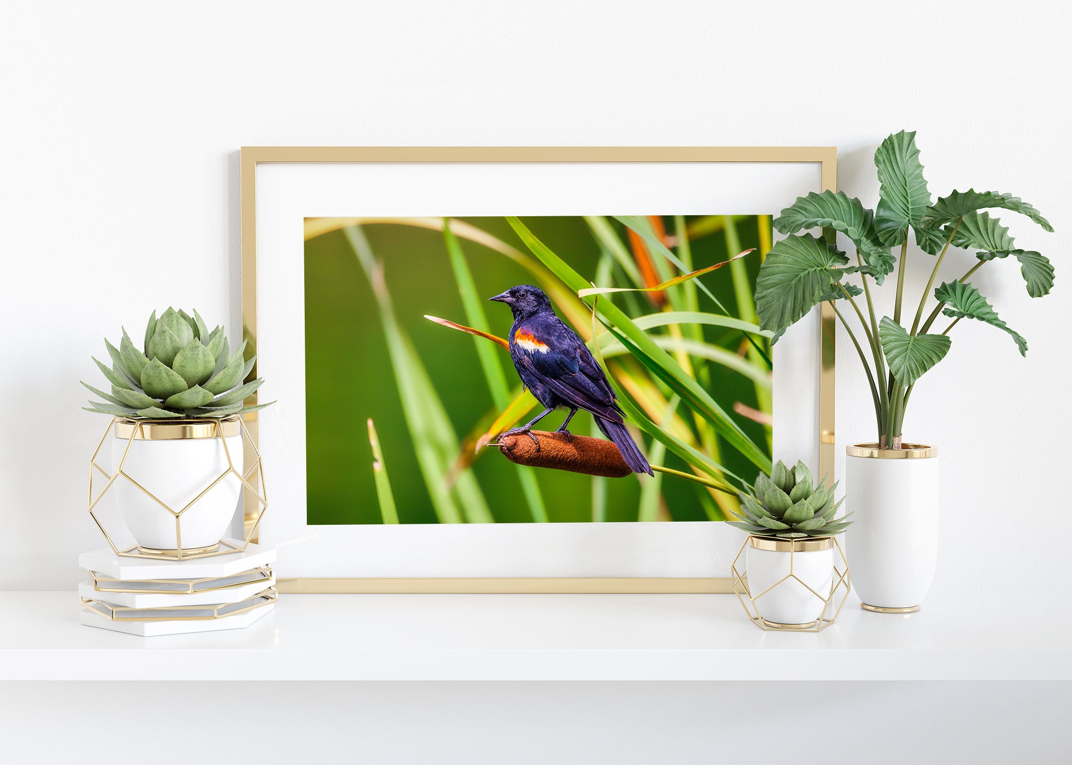 Black Fish Crows, Virginia Wildlife and Nature Photography, Bird Metal ...